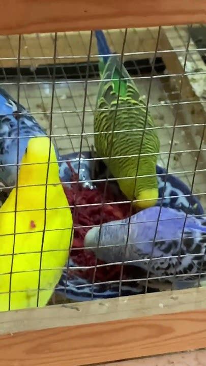 Попугаи едят салат птица попугай животные Youtube