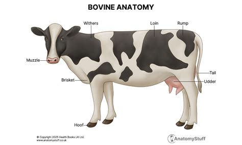 Cow Anatomy Bovine Muscles And Skeleton Anatomystuff