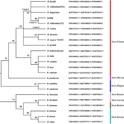 Phylogenetic Tree Based On The Concatenated Chloroplast Sequences Download Scientific Diagram