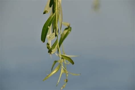 무료 사진 모호한 세부 사항 상세 정보 녹색 잎 가로 민트 자연 허브 트리 잎