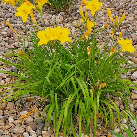 The Flower Bin How To Plant And Care For Daylilies