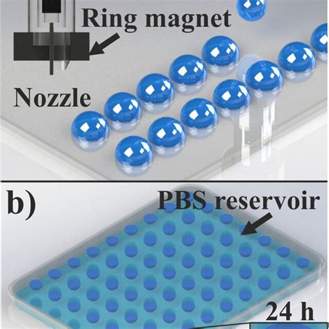 Detailed View Of The Spheroid Production Setup In Figure 1 An Download Scientific Diagram
