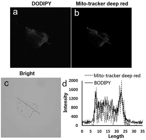 A Kind Of Ratiometric Ph Probe With Organelle Or Protein Targeting