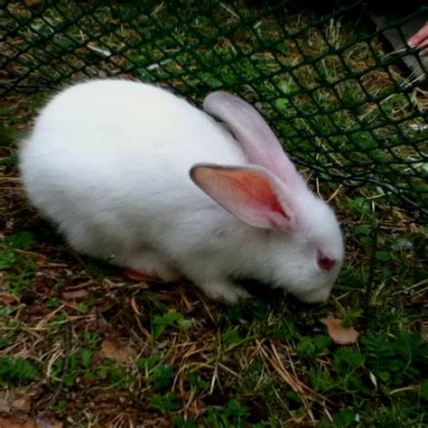 Белый кролик | Animals, Rabbit, Asmr