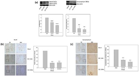 A Western Blot Images With The Quantification Results Showing Neun Download Scientific