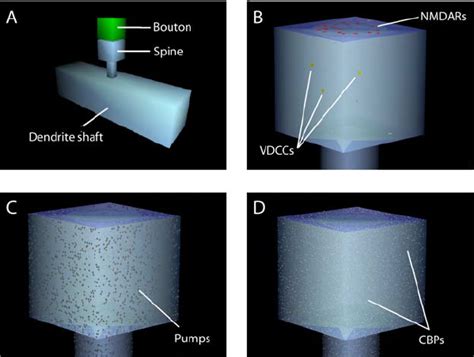 Schematic Representation Of The Model A A Segment Of Dendrite With A