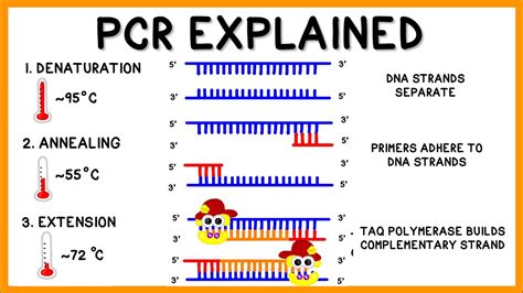 Dna Polymerase Reaction