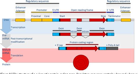 Structure Of Gene Diagram Structure Of A Gene