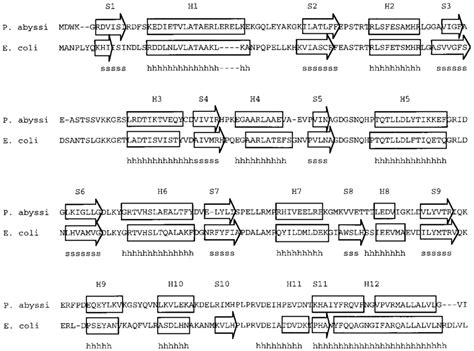 Comparison Of The Predicted Secondary Structure Of The Atcase Catalytic Download Scientific