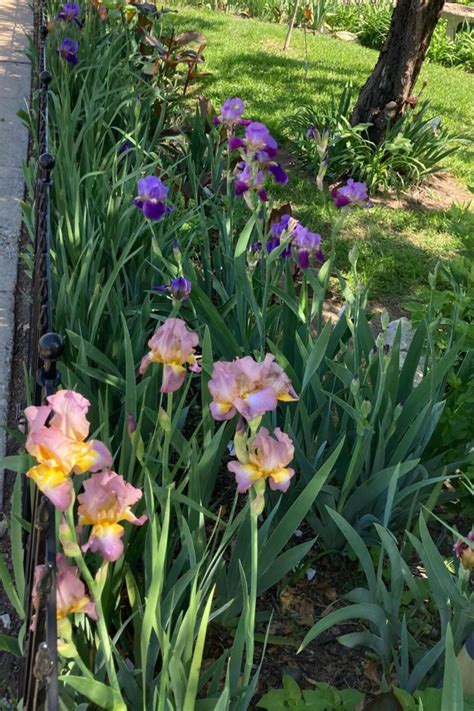 Tall Bearded Iris “ Raspberry Frills” Ships Now Etsy