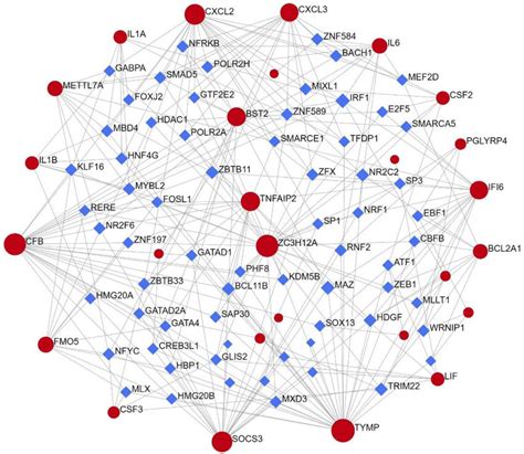 The Tf Gene Interaction Network Obtained In Regulatory Analysis For The
