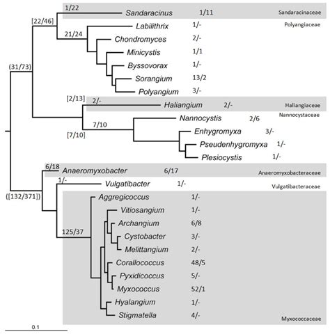 Phylogenetic Tree Showing The Number Of Genome Sequences And Mags Download Scientific Diagram