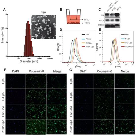 Scfv Fusion Bispecific Formats With An Fc Domain A Igg Scfv Download Scientific Diagram