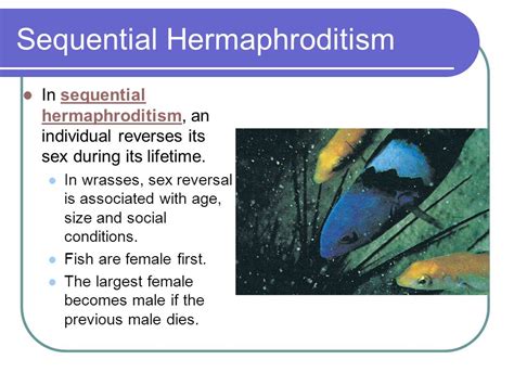 The Reproductive Process Ppt Video Online Download