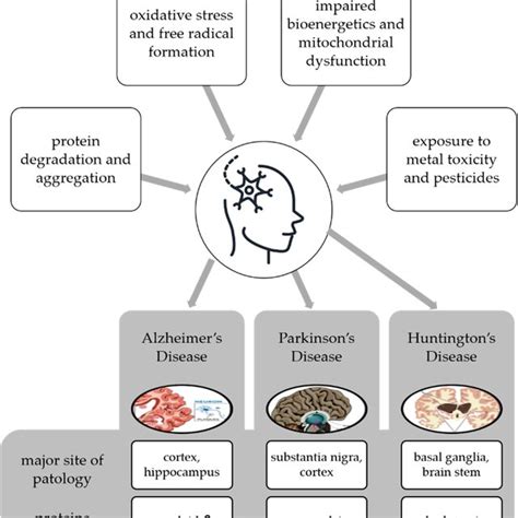 Multifactorial Conditions Causing Neurodegenerative Diseases And Download Scientific Diagram