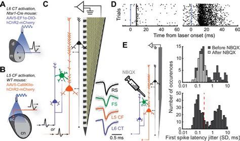 Figures And Data In Parallel Pathways For Sound Processing And