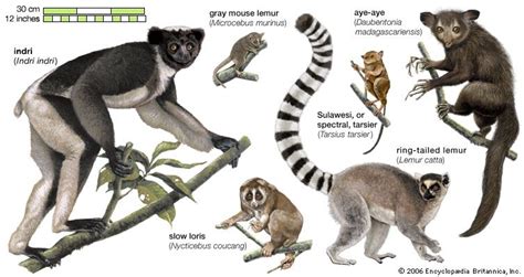 Ring Tailed Lemur Primate Britannica