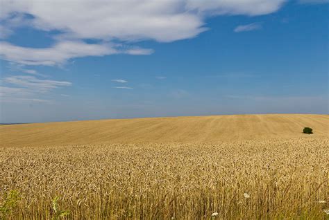 What Is The Difference Between Grains And Cereals Pediaa Com