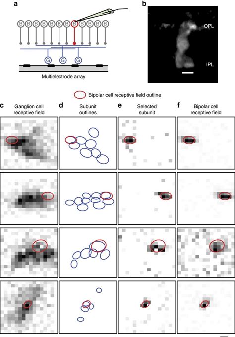 Inference Of Neuronal Functional Circuitry With Spike Triggered Non