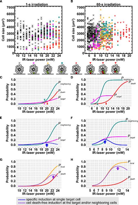 Targeted Single Cell Gene Induction By Optimizing The Dually Regulated Cre Loxp System By A