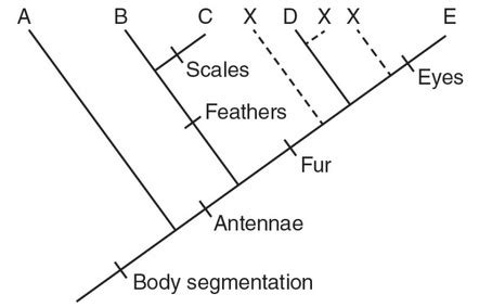 AP Biology Phylogeny Exam Style Questions With Answer FRQ