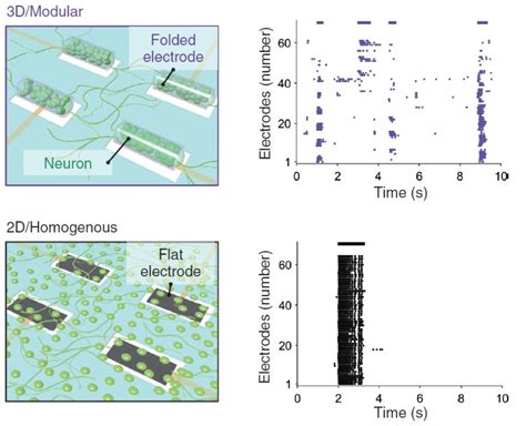 Brain On A Chip Model Using Deformable Graphene Based Electrode Array NTT R D Website