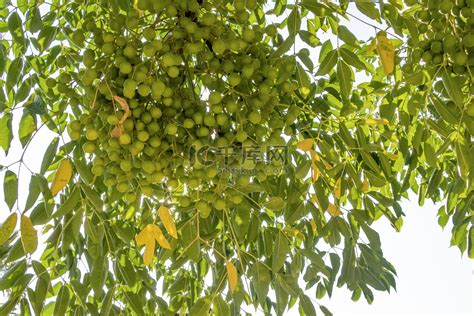 关闭自然界中的无患子树和绿叶高清摄影大图 千库网