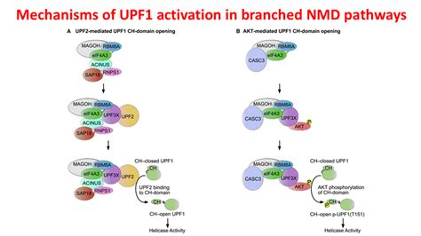 Exon Junction Complex Heterogeneity Research Projects Maquat Lab