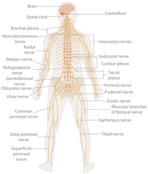 Label The Diagram Of The Human Nervous System Nervous Chart
