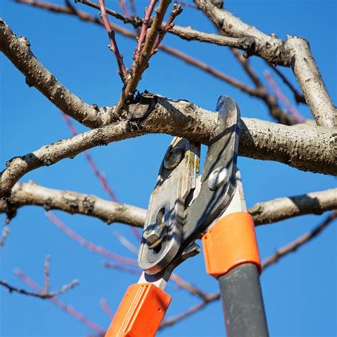 Tree Trimming Pruning Ipswich QLD Mr Trees
