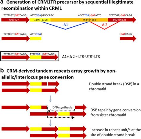 Model For The Generation And Growth Of Crm Derived Tandem Repeat Download Scientific Diagram