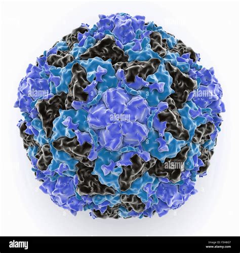 What Is Human Rhinovirus