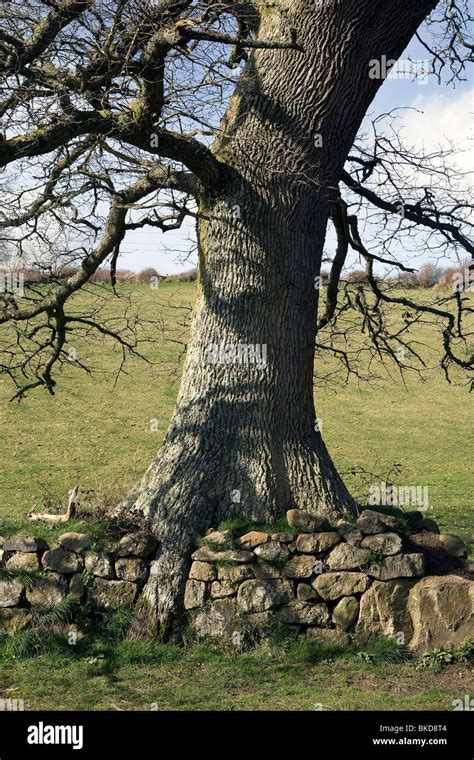 Tree Growing In A Stone Wall Hi Res Stock Photography And Images Alamy