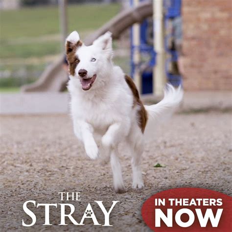 The Stray Tv Spot 3 The Stray Is In Theaters Now 🐶 Tickets Thestraymovie