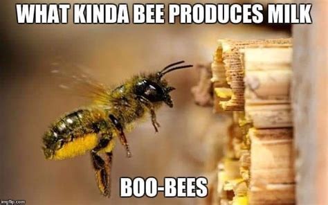 20 Entertaining Bee Memes You Just Cant Ignore Honey Bee Jokes You