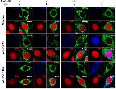 Figure 3 From Genetically Anchored Fluorescent Probes For Subcellular Specific Imaging Of