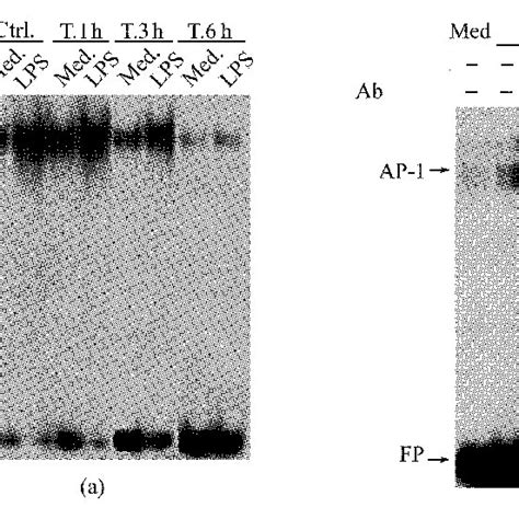 A Analysis Of C Fos Mrna Level By Rt Pcr With The Unregulated Control