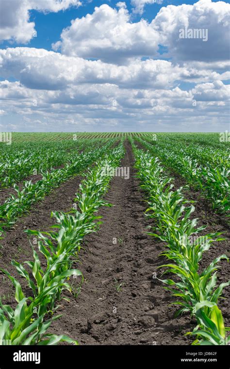 Rows Of Corn Clipart Images