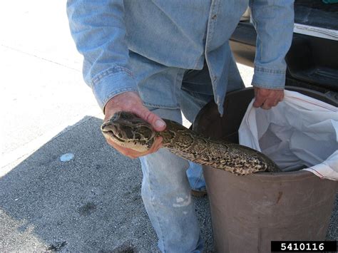 Pythons Genus Python