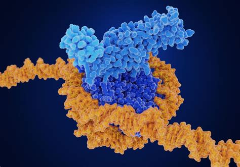 Tools For Studying Histone Modification The Scientist