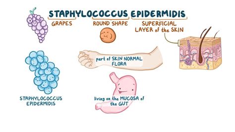 Video Staphylococcus Epidermidis Osmosis