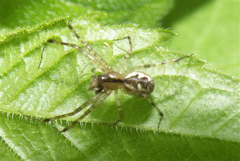 Hammock Spider Pityohyphantes Bugguide Net