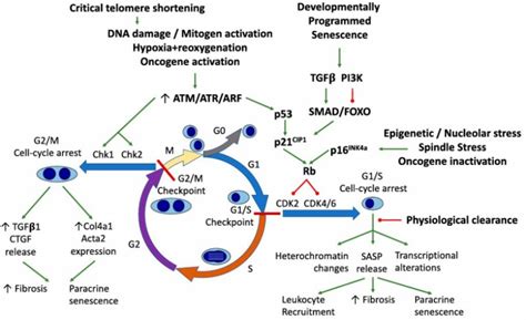 Cellular Senescence Anygenes