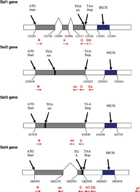 Organization Of Selenoprotein Genes In P Falciparum Exon Intron Download Scientific Diagram