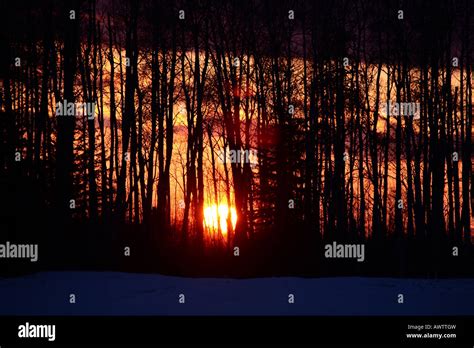Sun Setting Through Trees Stock Photo Alamy