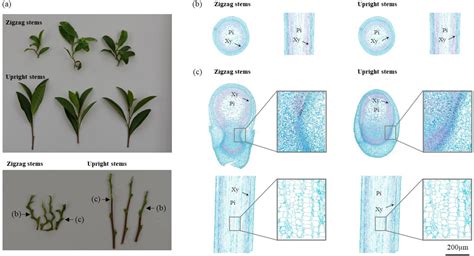 Figure 1 From Bulked Segregant Rna Seq Reveals Different Gene