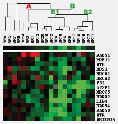 Hierarchical Clustering Analysis Of The Dna Double Strands Break Genes