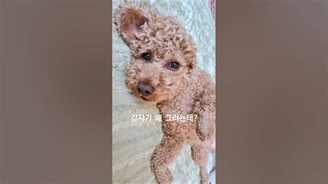 촬영을거부하는 이유🐾 살구 귀여운 푸들 반려견 강아지 Youtube