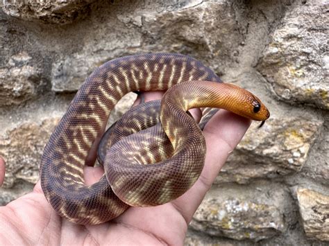 Woma Python Babies 21 Reptile Forums