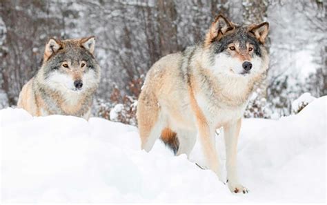 БГ ЛОВ Съдът спира лова на вълци в Норвегия